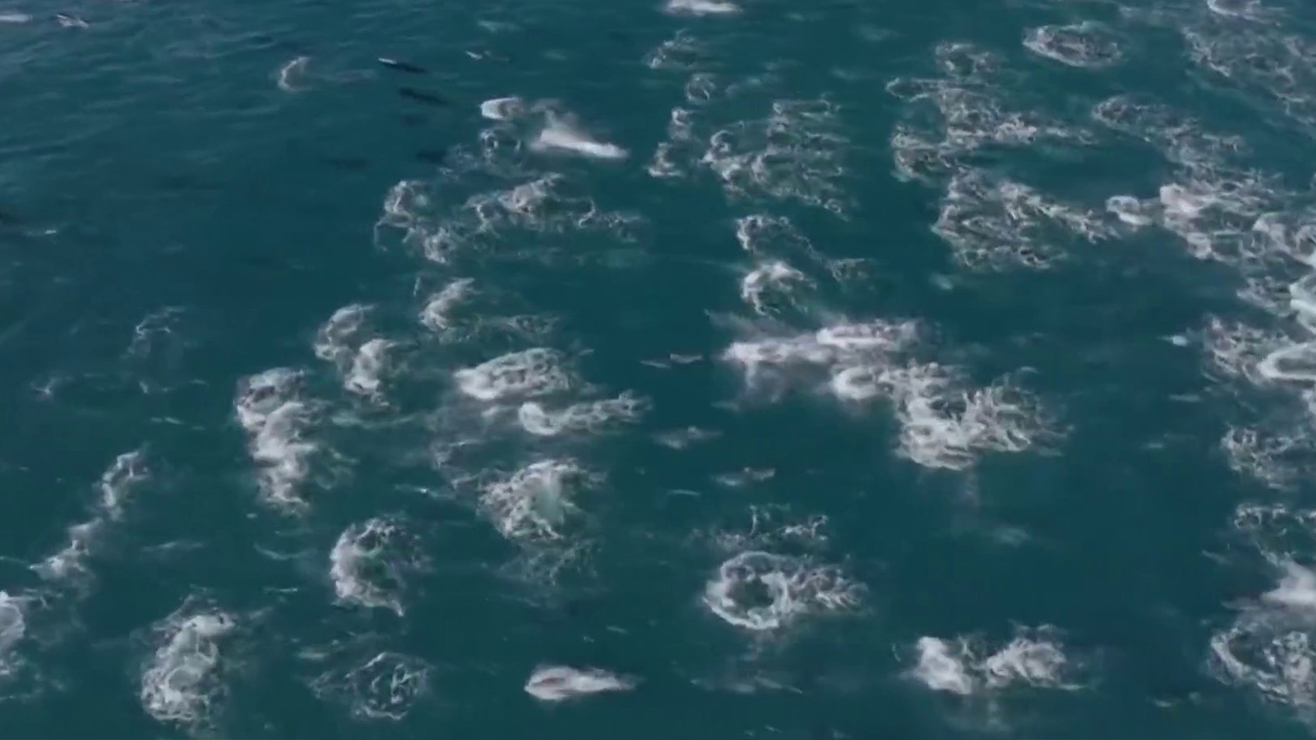 Drone captures super pod of 2,000 dolphins in California