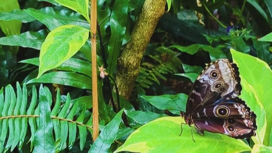 Big and small: A look at the Butterflies are Blooming exhibit
