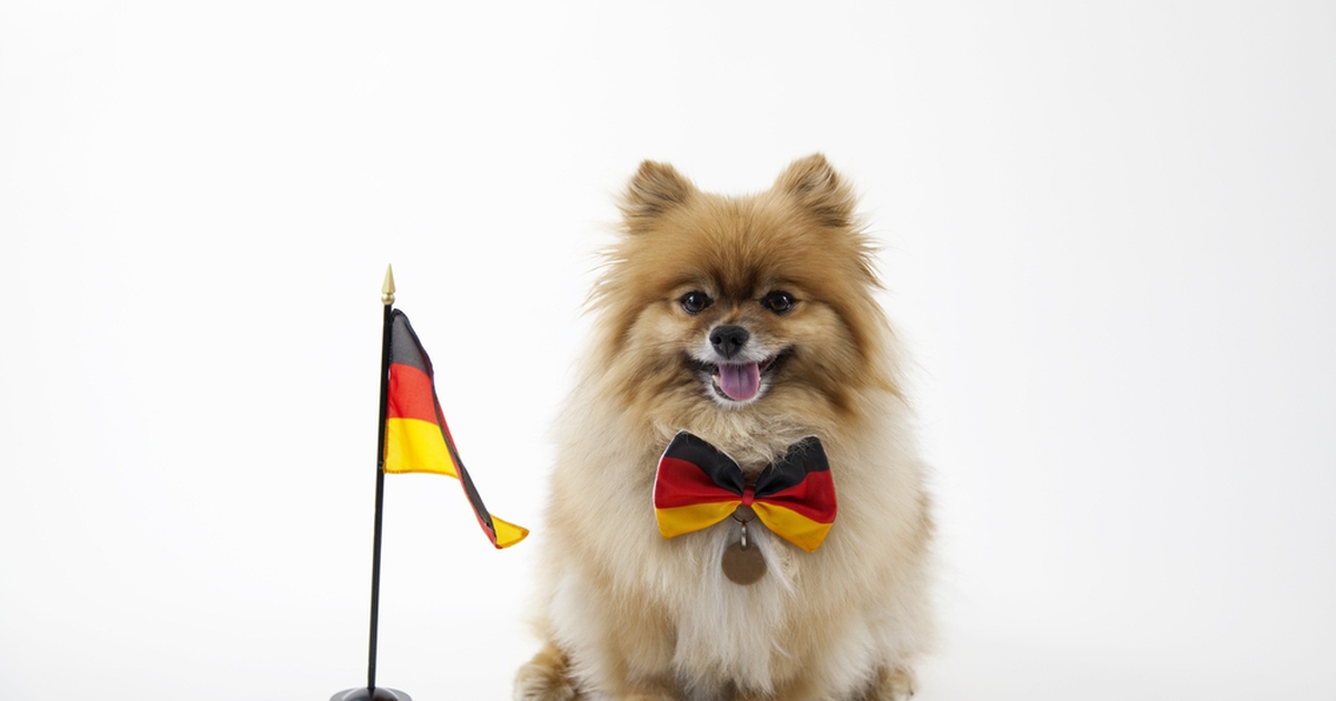Germany’s Four-Legged Friends: 18 Dog Breeds That Originate from Germany
