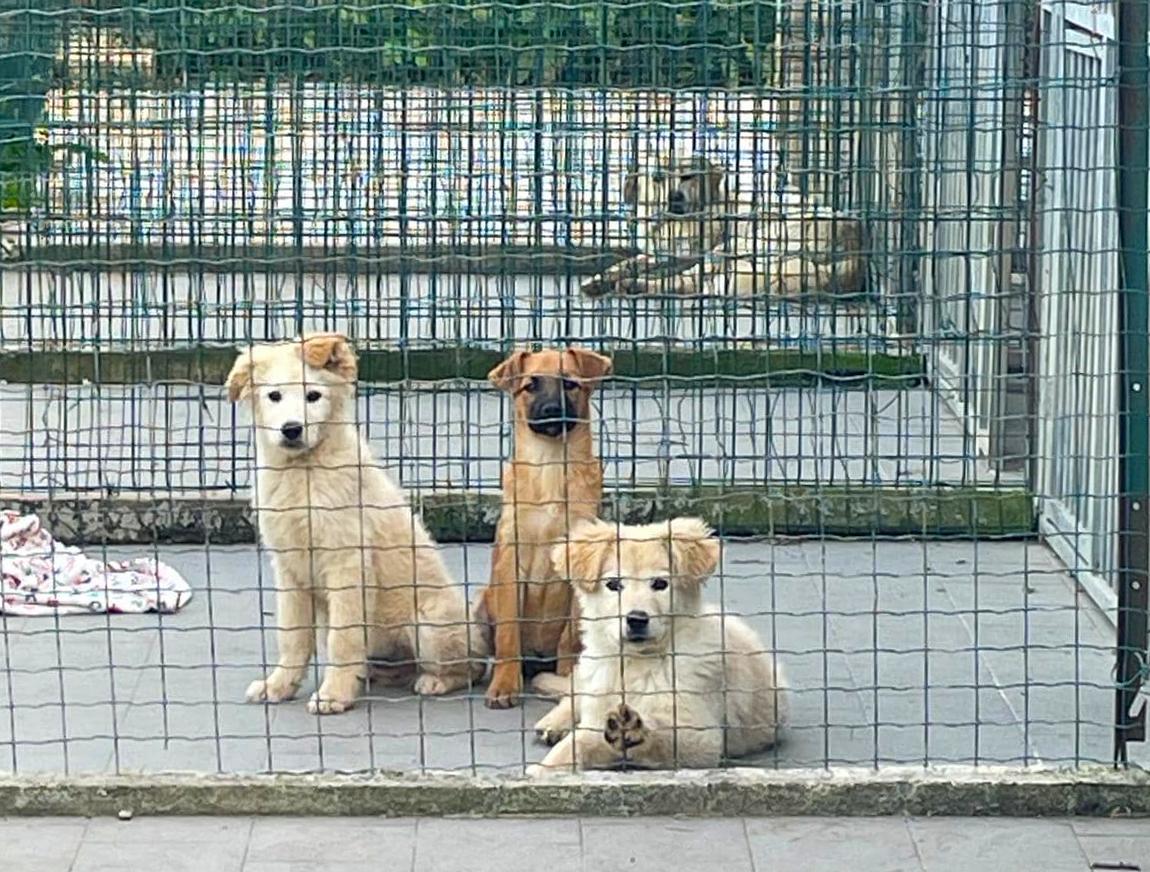 Maxi eredità al canile di Bologna: 120mila euro per i cuccioli trovatelli