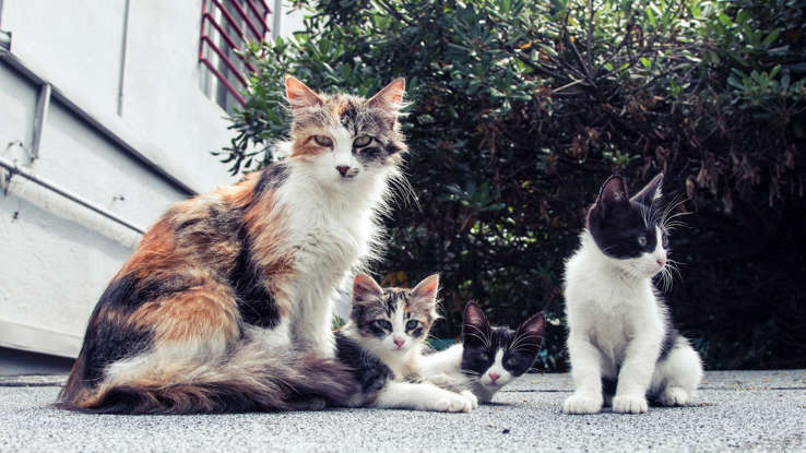 How to Teach Your Cat Simple Tricks and Commands How to Teach Your Cat Simple Tricks and Commands
