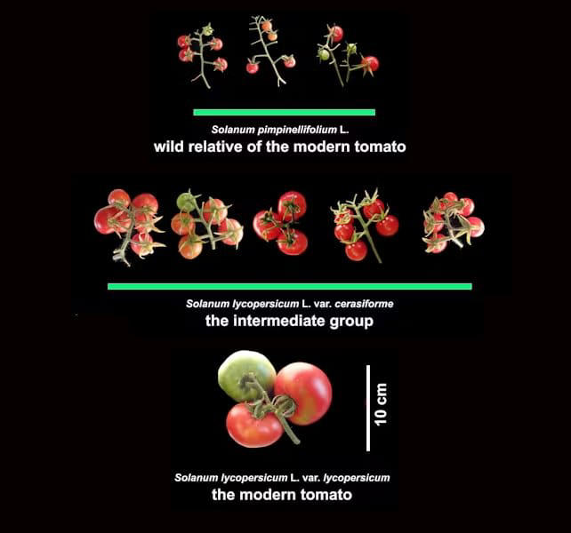 Your Tomatoes Used to Be Toxic—Here’s What Changed!