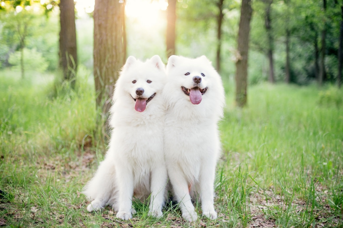 Fluffy Samoyed Siblings Deliver a Nose-Boop Bonanza and It's Comedy ...