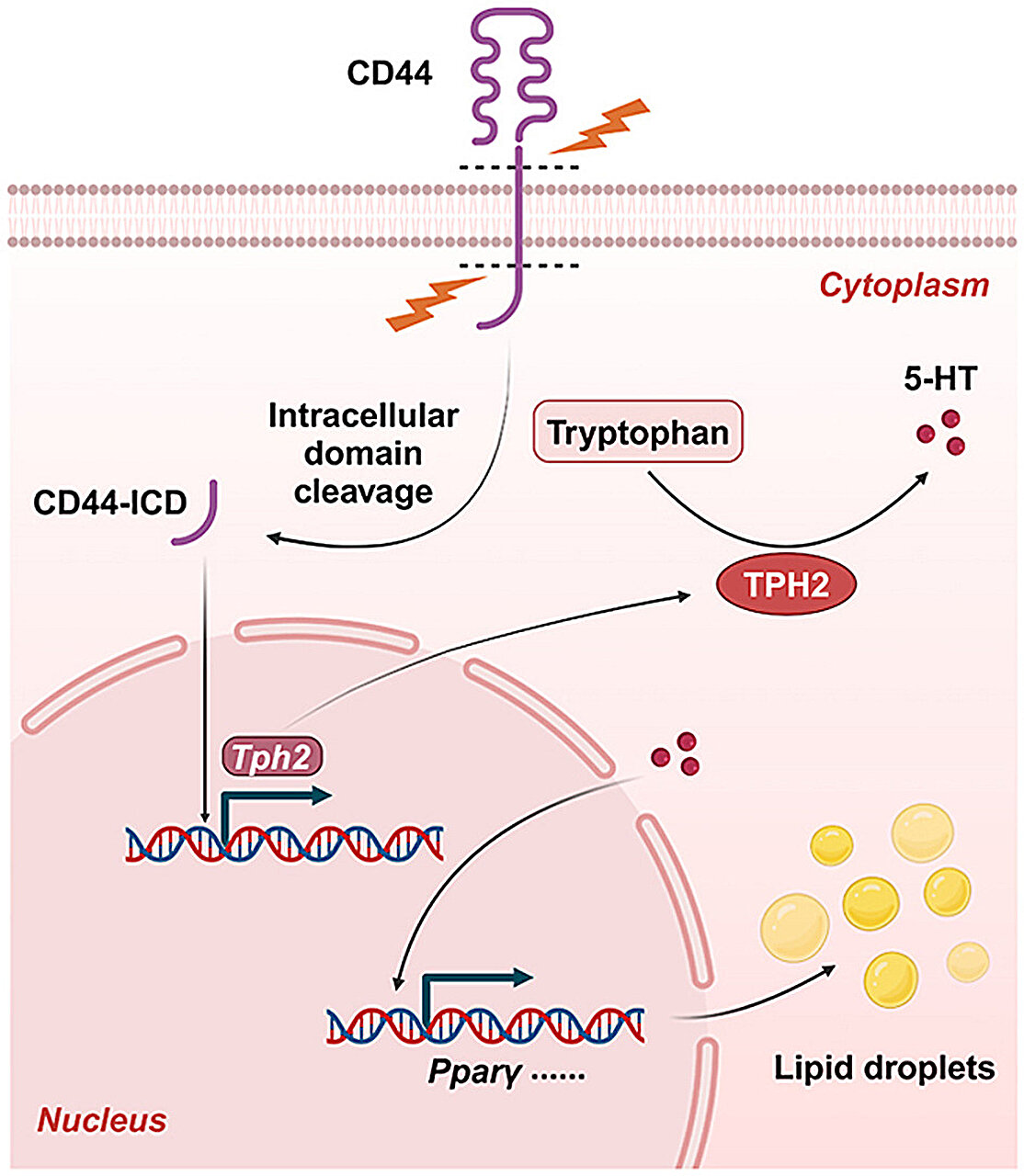 Missing protein keeps mice slim on high-fat diet