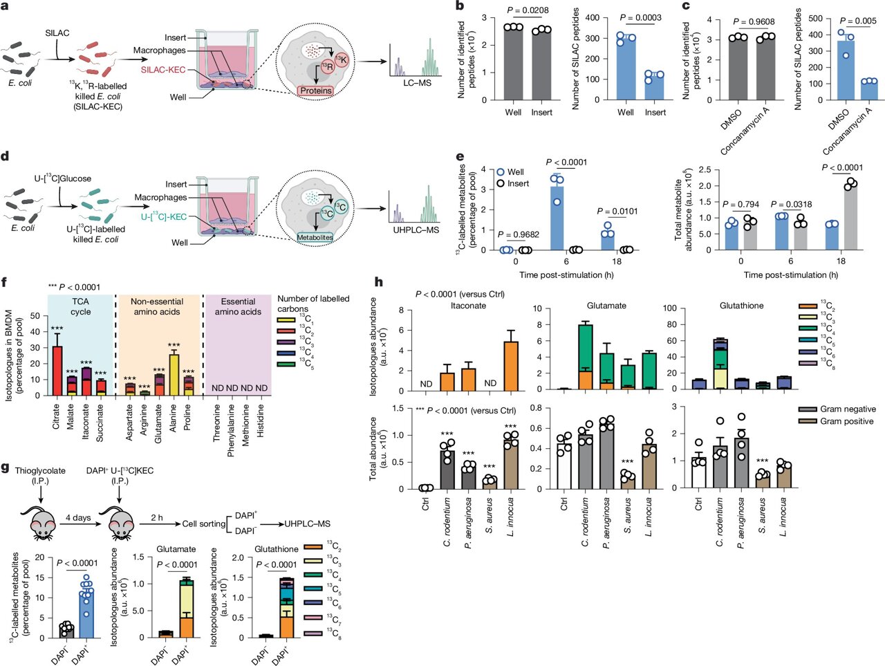 Immune cells convert bacteria into critical nutrients, scientists discover