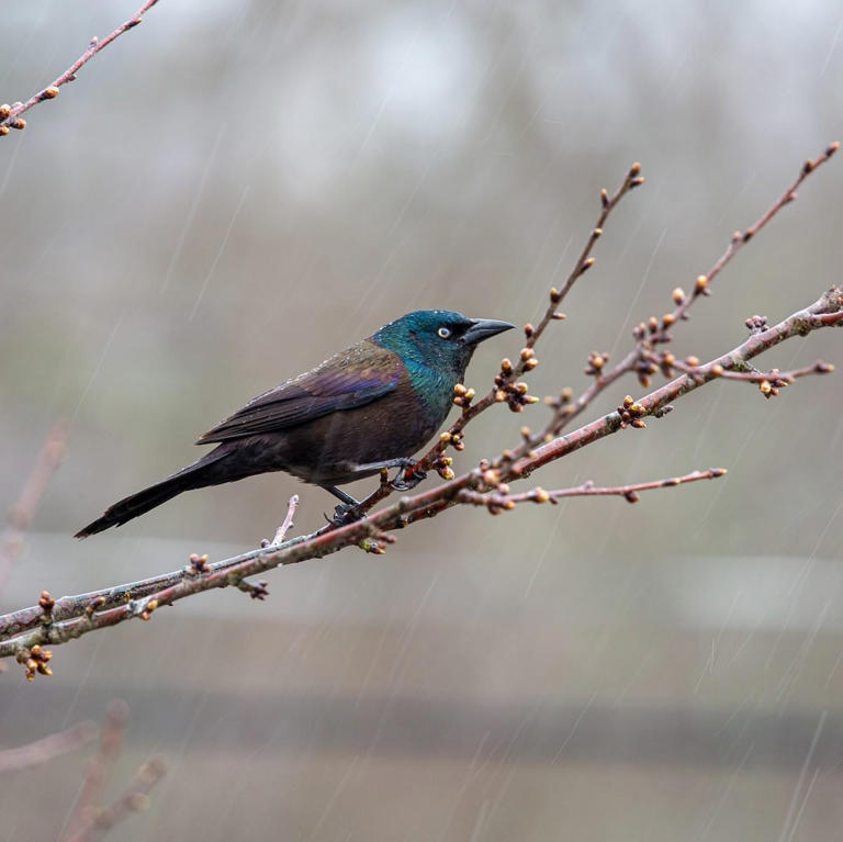 How to Identify a Common Grackle
