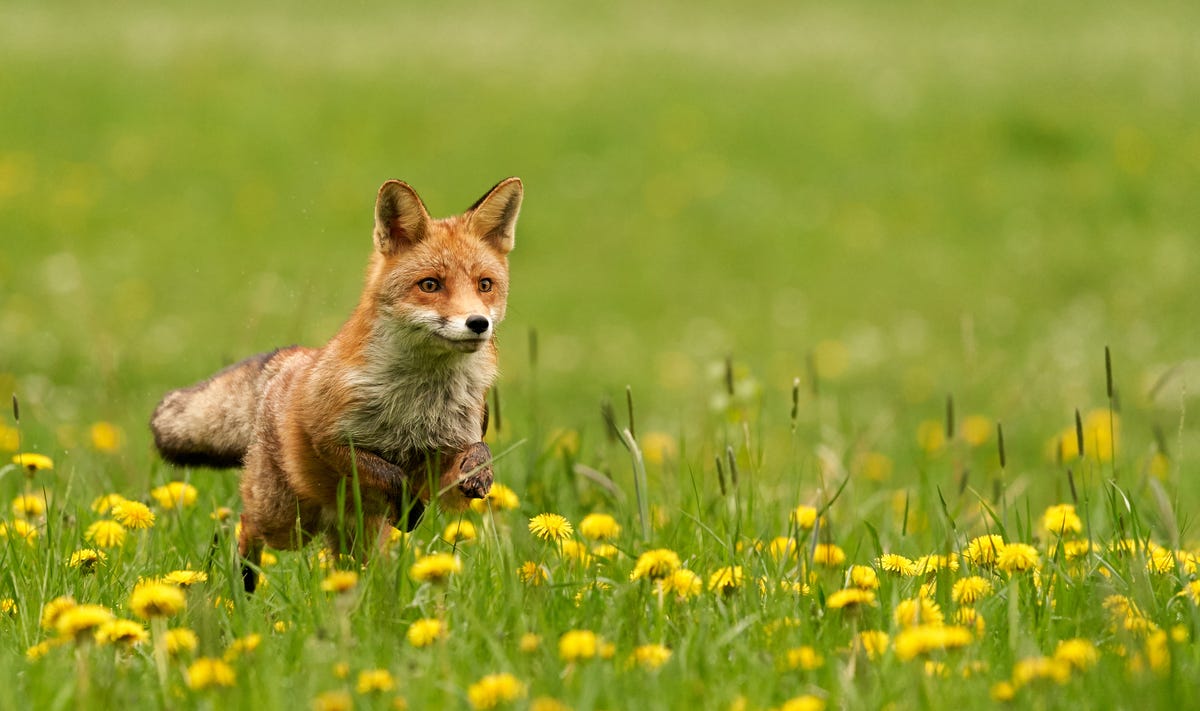 Chick It Out! You Probably Don't Know These Fun Easter Trivia Facts