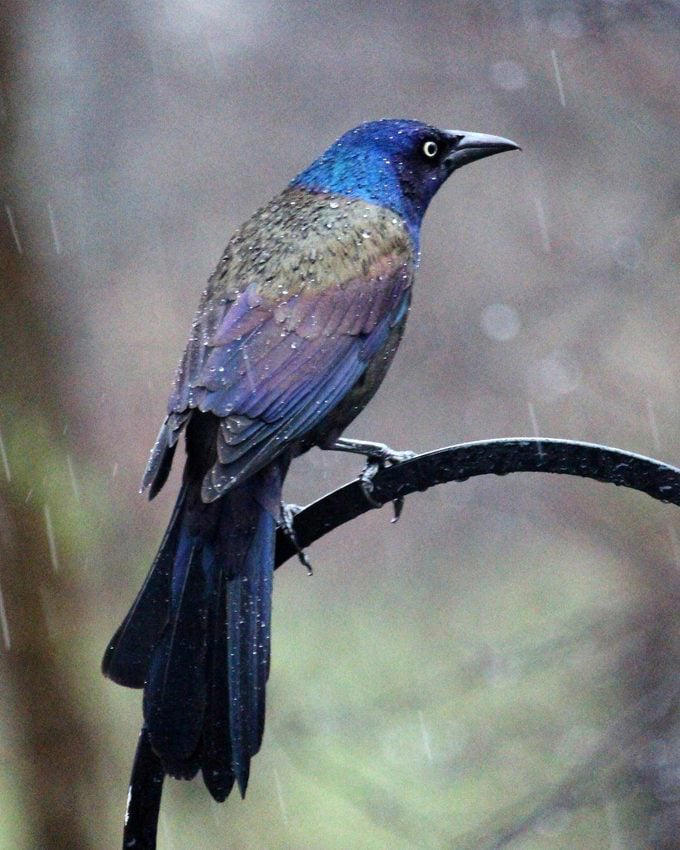 10 Purple Colored Bird Species That You Might See