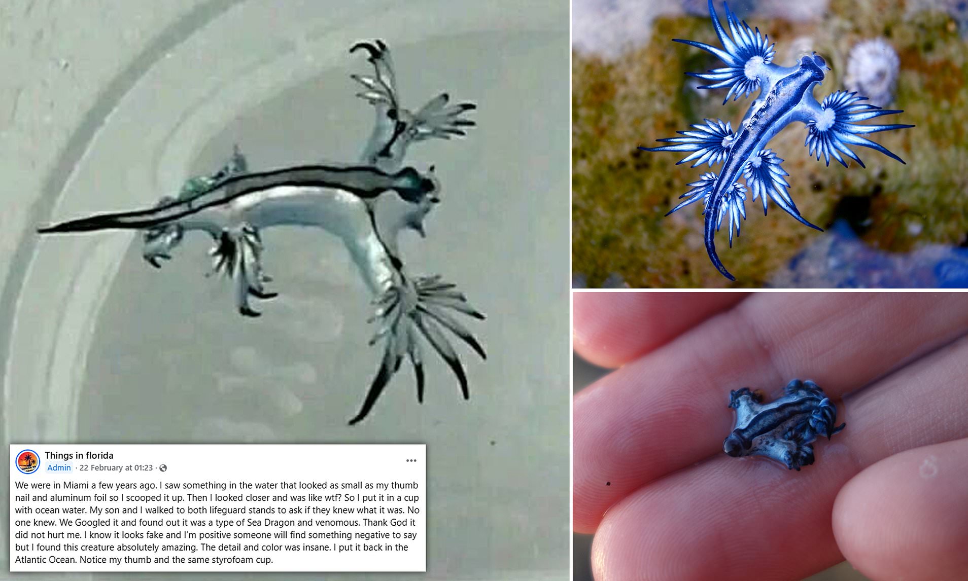 'Alien' creature dubbed silver sea slug washes up on Florida shores