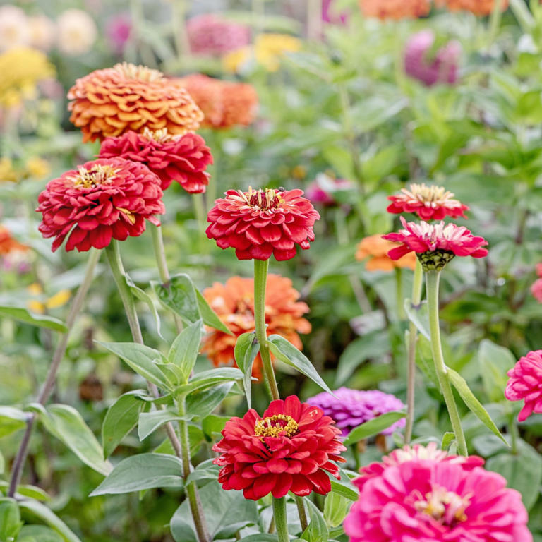 When to plant Zinnia seeds to guarantee beautiful blooms in time for ...