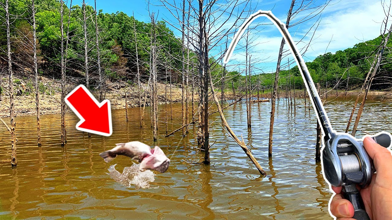 Flipping a flooded forest uncovers huge river fish