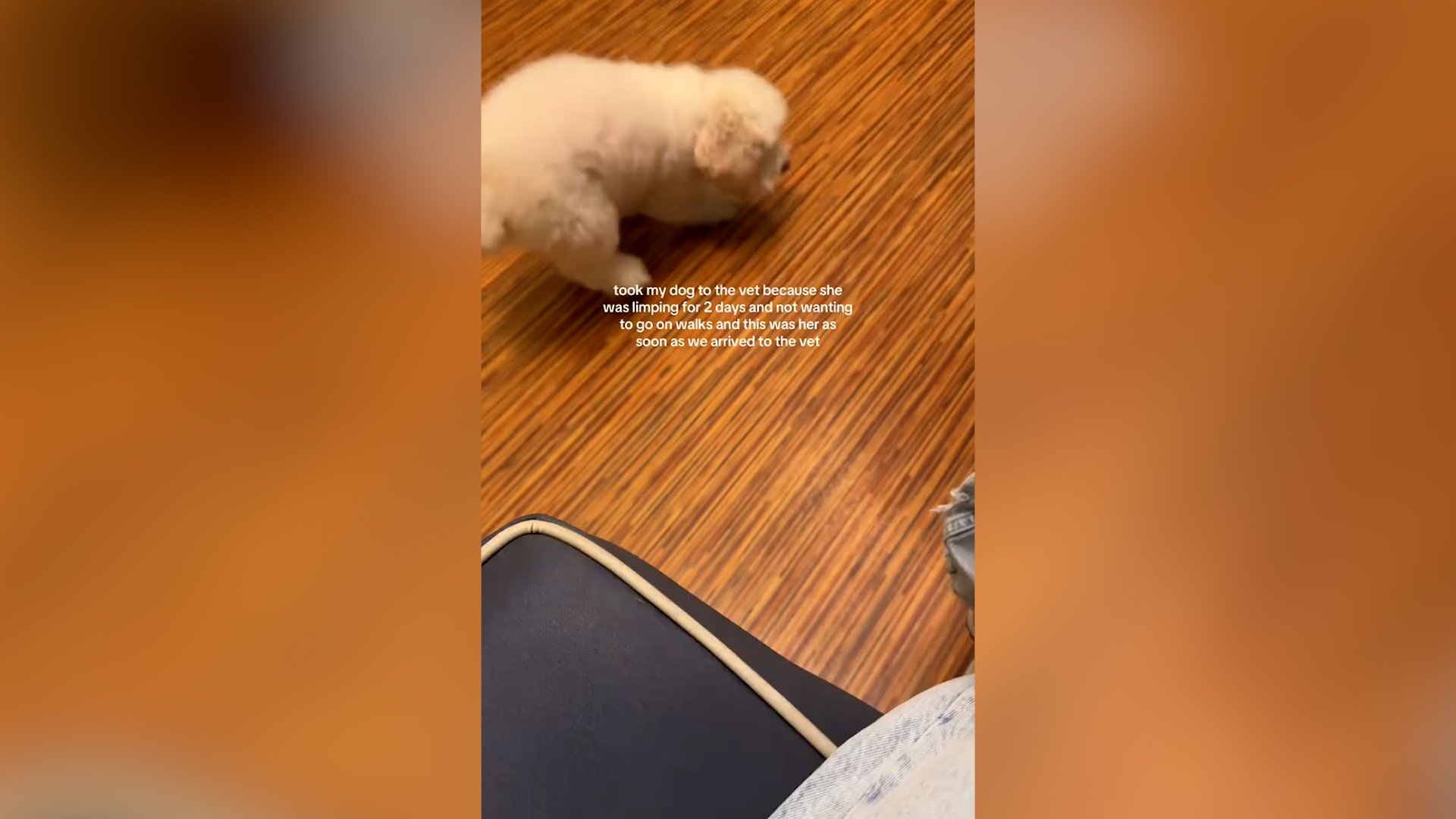 Adorable Dog Fakes Leg Injury