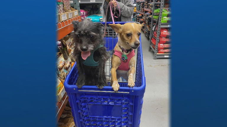 Dog Aging Project enrolls 50,000 dogs to study longevity