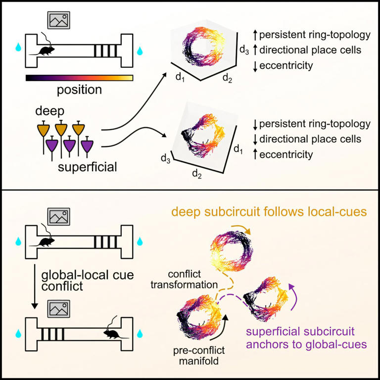 How the brain builds sophisticated maps to navigate and remember the world