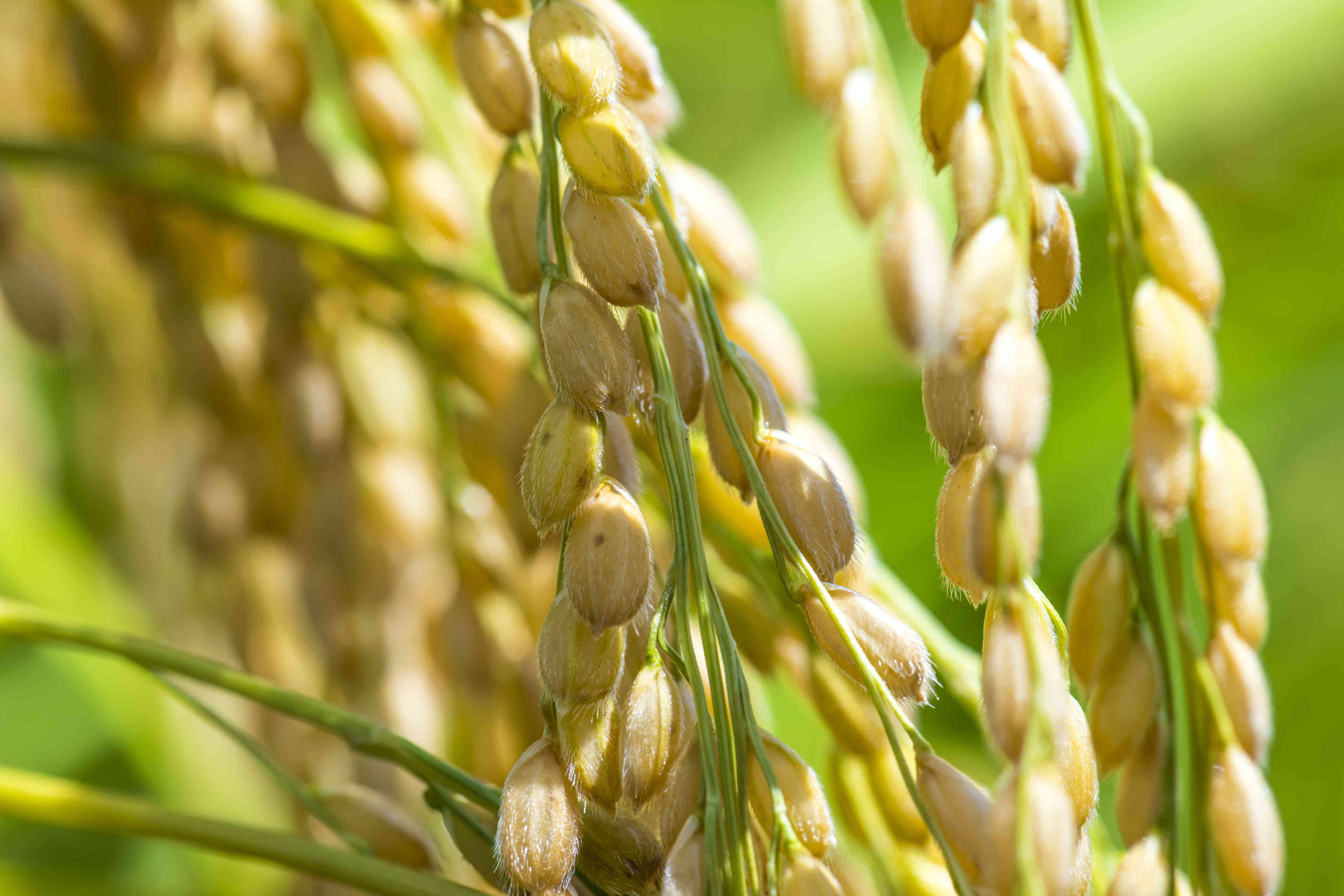 How to Plant and Grow Rice in Your Own Backyard for a Better Harvest ...
