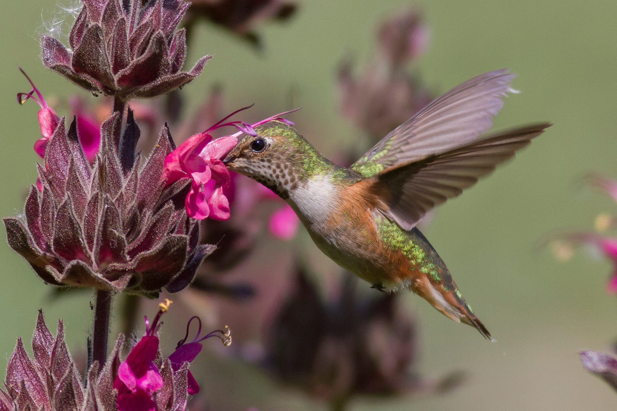 Hummingbird Sage Attracts a Parade of Pollinators