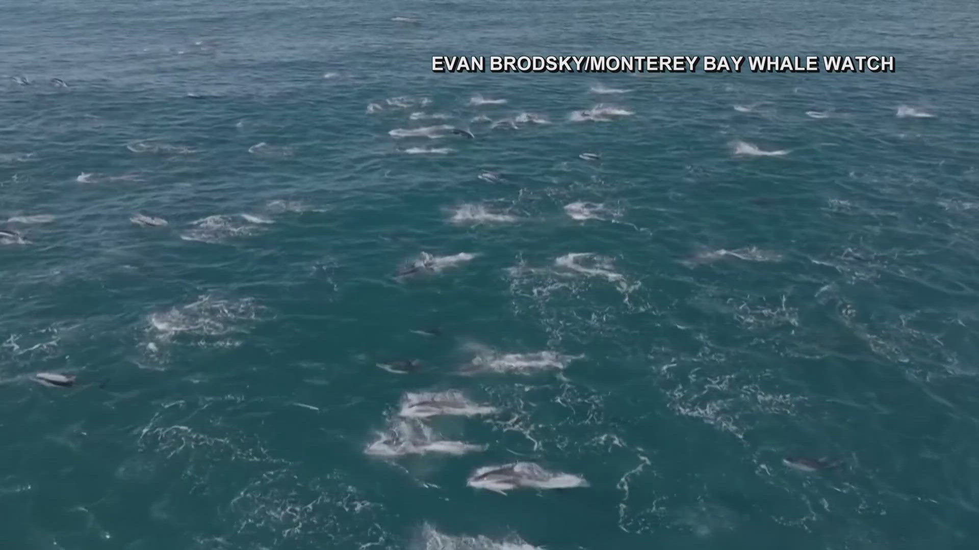 Dolphin "super pod" spotted in California