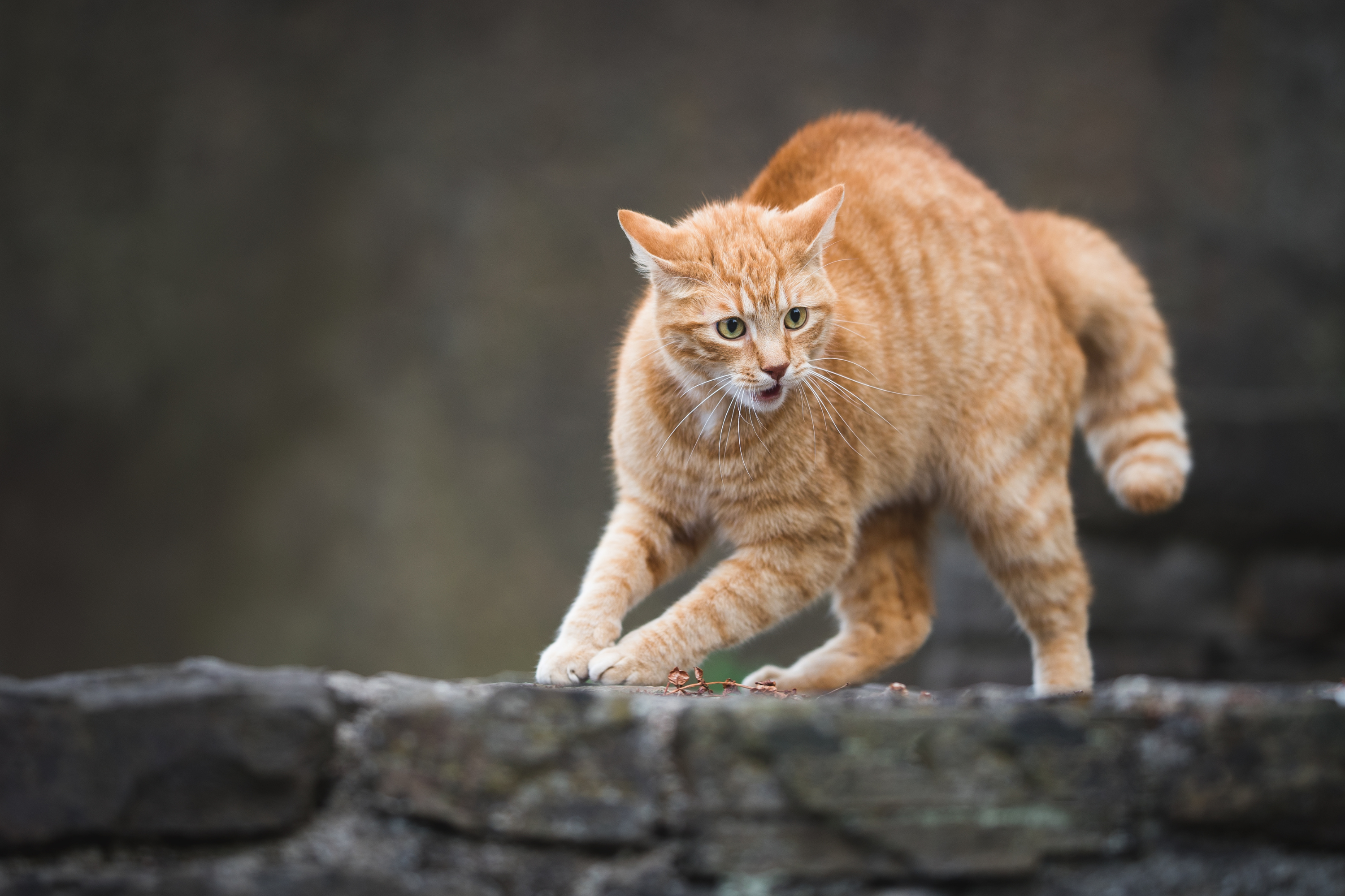 Cat's Incredible Response to Spotting a Bug in the House Seen by 5 Million