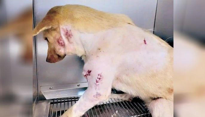 Dog shot 5 times with dart arrows