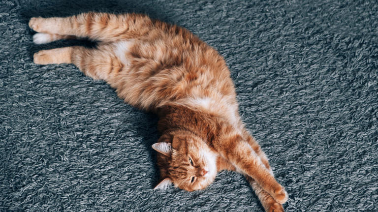 The 'Acrobat' Cat Sleeping Position Looks Painful But Isn't