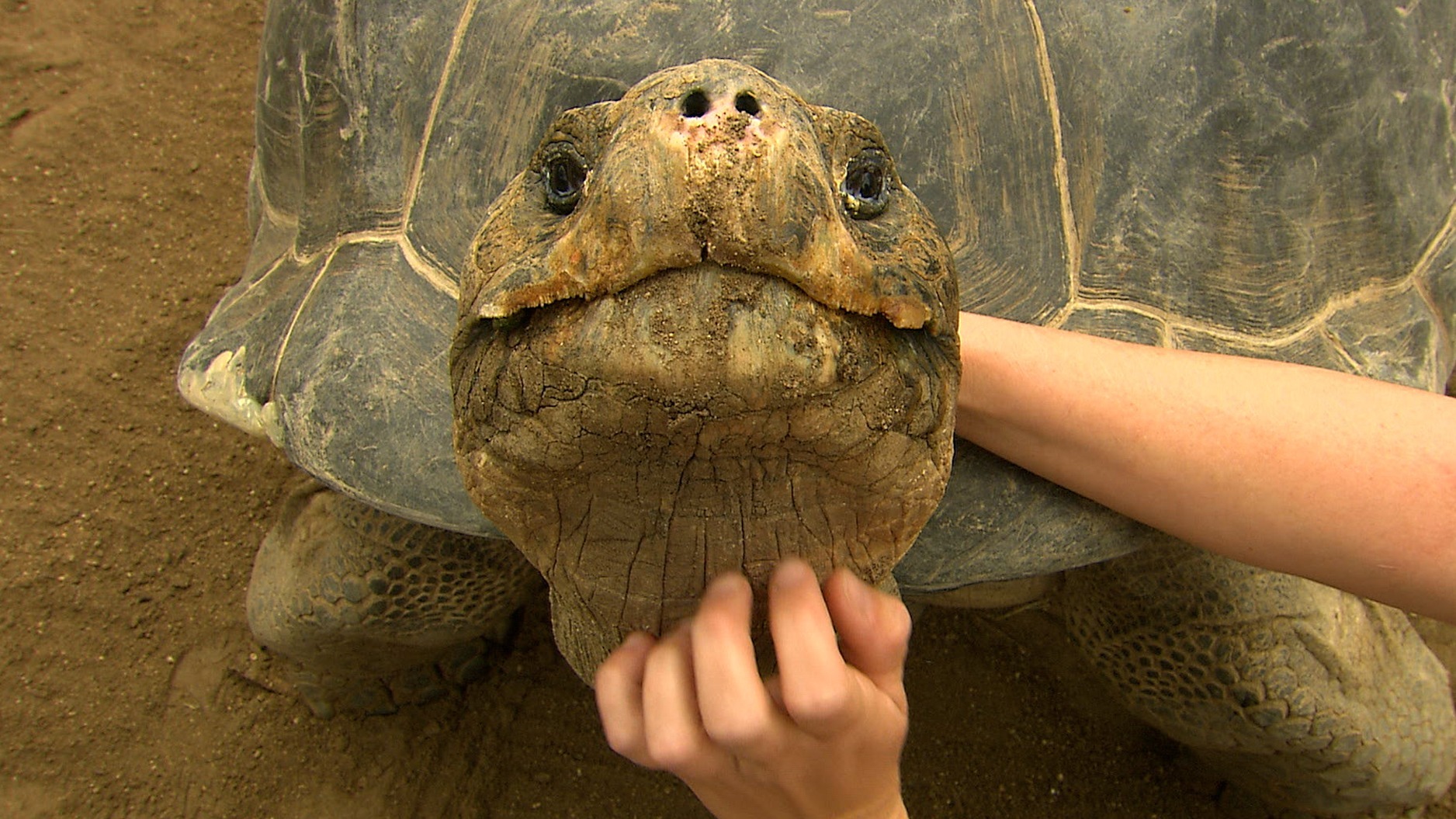 Tortoises Are Just Like Humans, They Love Scratches!