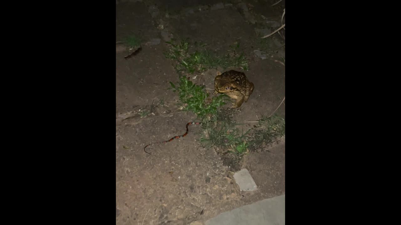Frog vs. snake: Brazilian amphibian stuns onlookers with unlikely meal