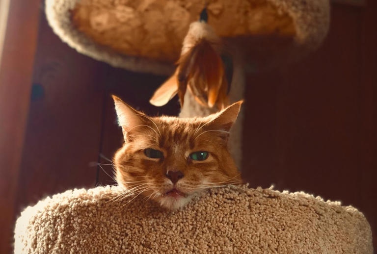 Purrfect Cat Jokes That’ll Make You Laugh Out Loud