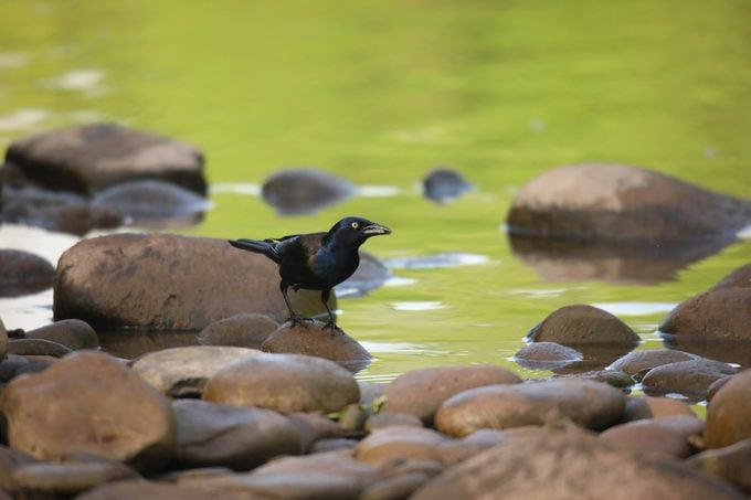 How to Identify a Common Grackle