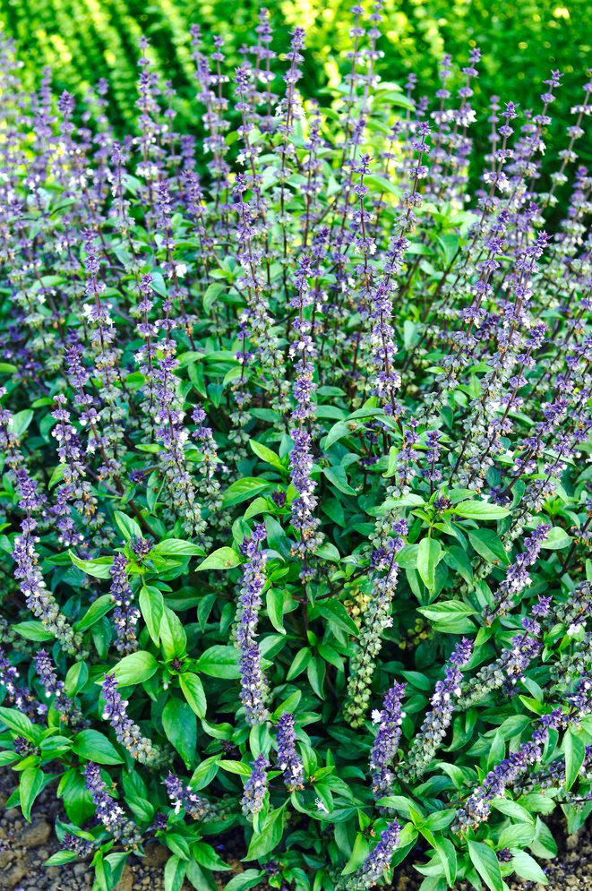 7 Care Tips to Grow Your Best Basil Plant Ever