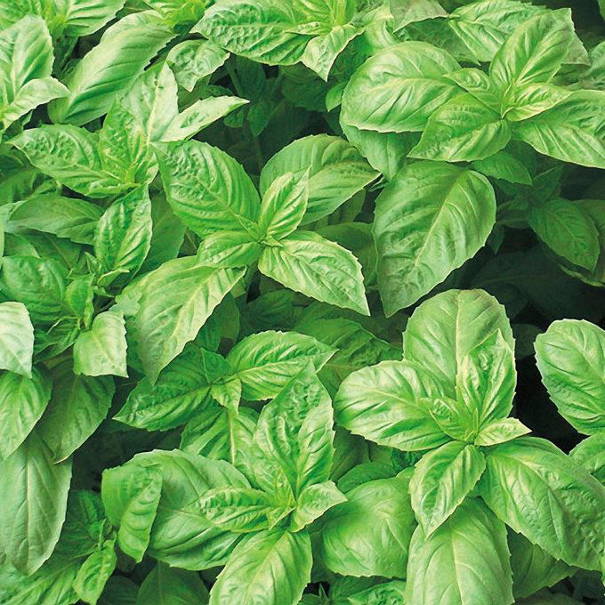 7 Care Tips to Grow Your Best Basil Plant Ever