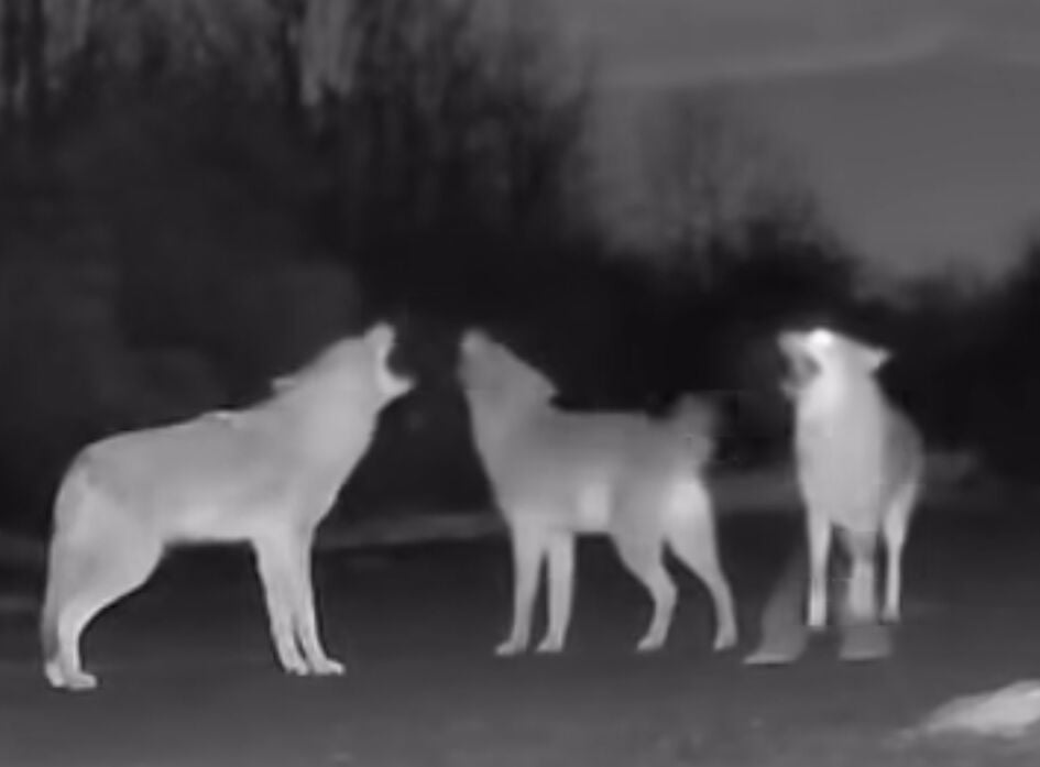 Coyote screaming match caught on trail cam at Occoquan Bay National ...