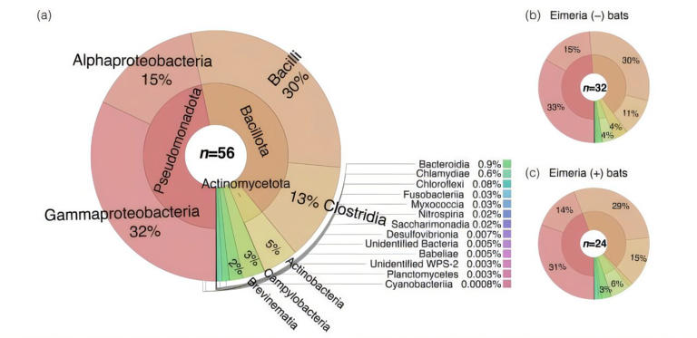 Genomic tools reveal health insights for endangered Indiana bats