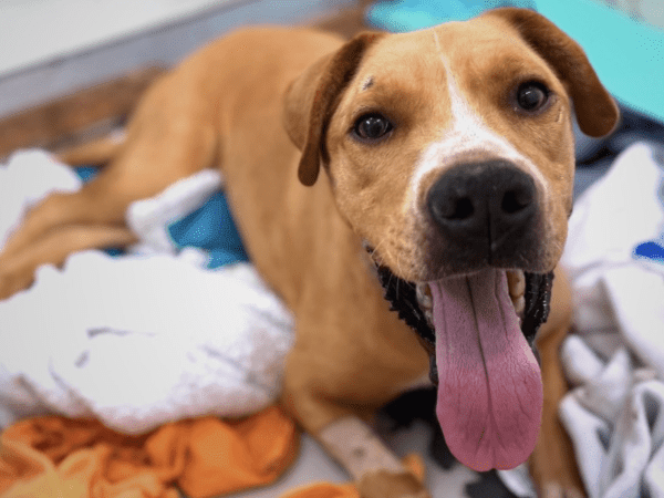 Amplify Austin Day aims to raise $10M for 700 local nonprofits in 2025