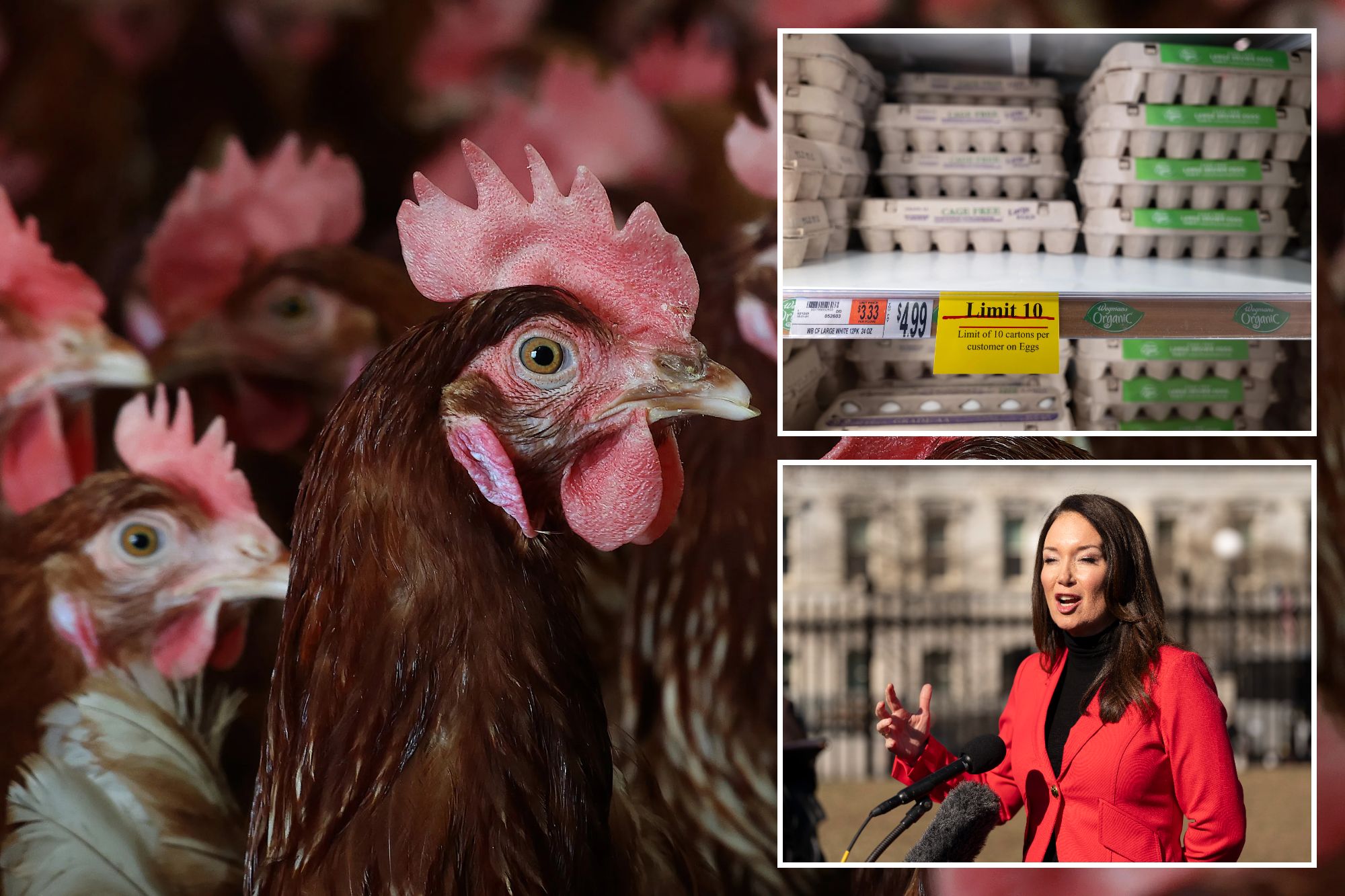 Egg prices could still jump 40% this year, as Trump admin shares $1B ...