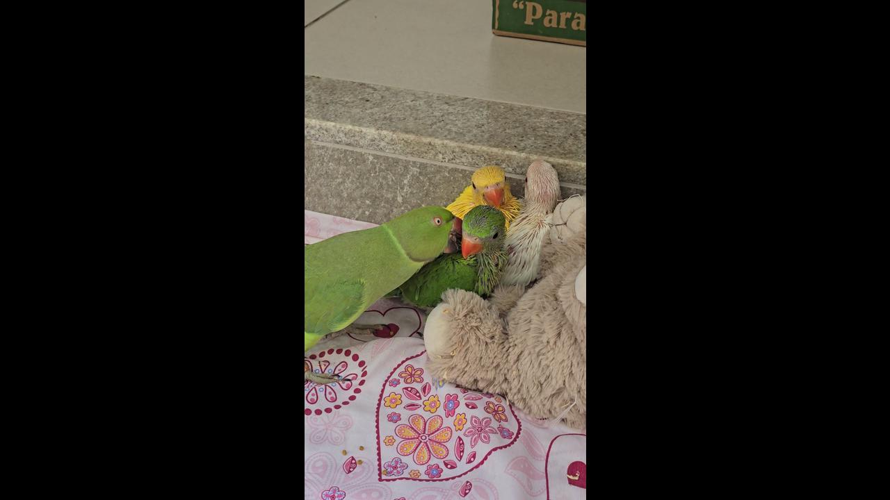 Father Bird Loves His Babies!