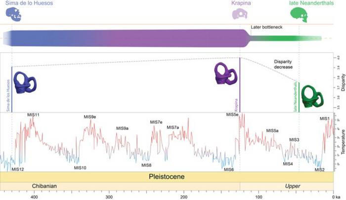 Neanderthal 'population bottleneck' around 110,000 years ago may have contributed to their ...