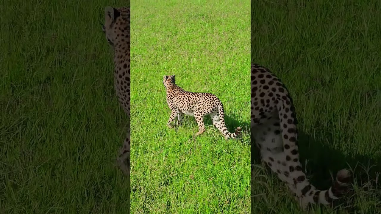 Cheetah catches a gazelle fawn in a lightning-fast hunt