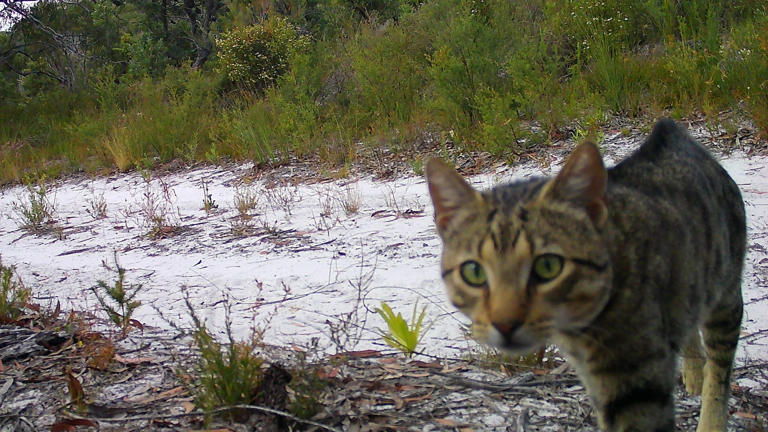 Feral cat survey underway on K'gari (Fraser Island)
