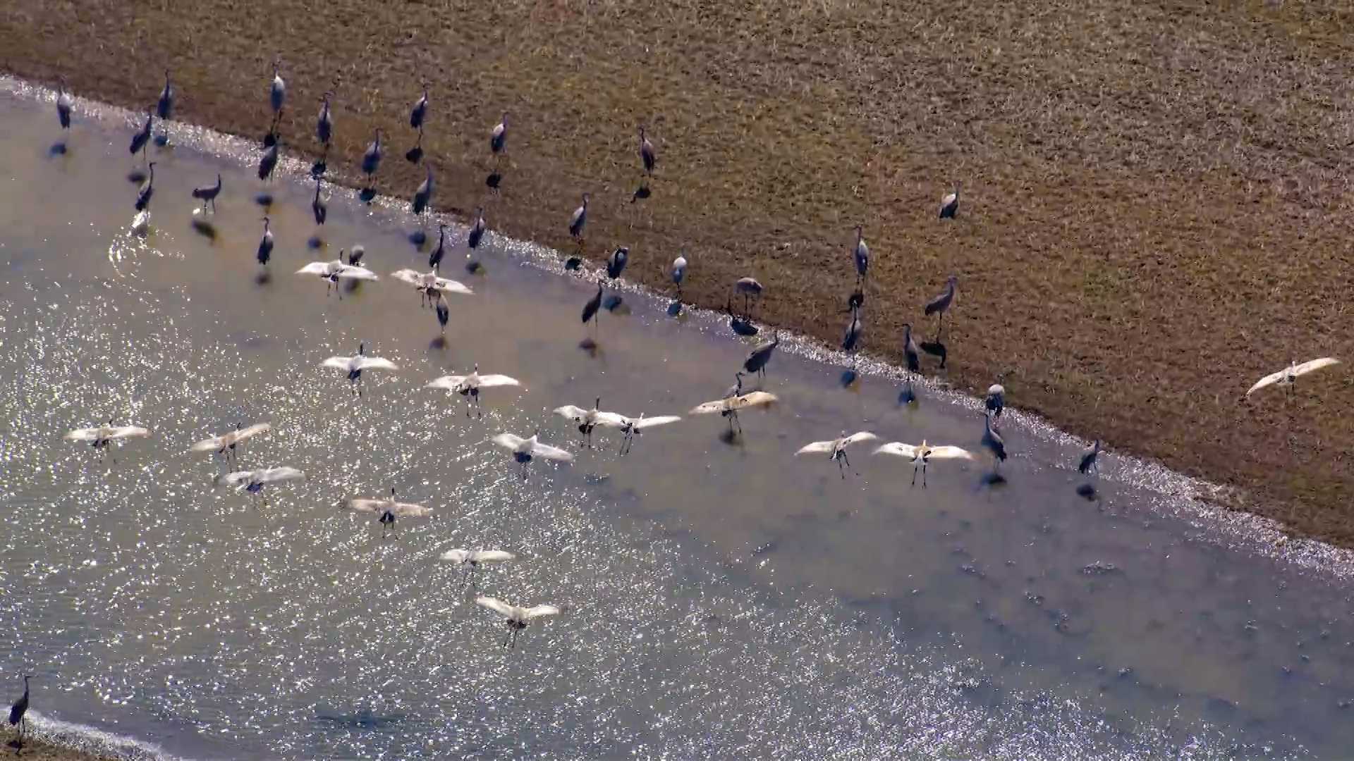 Hundreds of sandhill cranes found dead in Southern Indiana