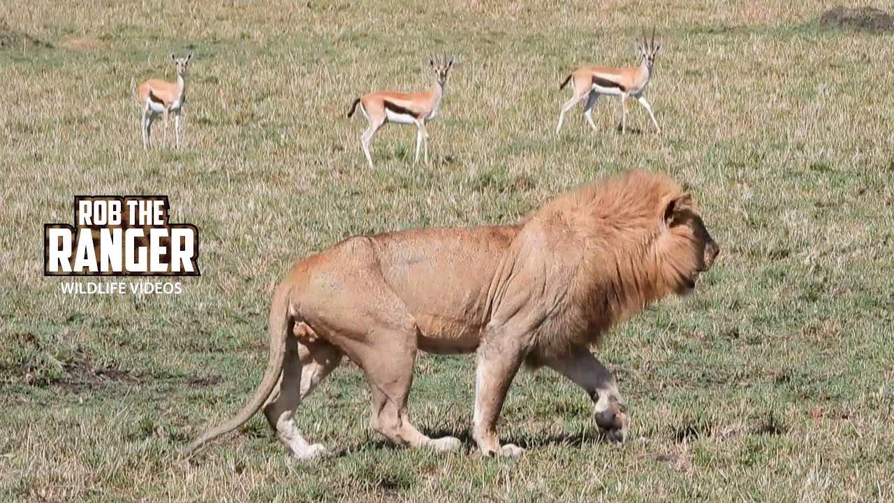 Witness famous limping lion Spearboy on safari
