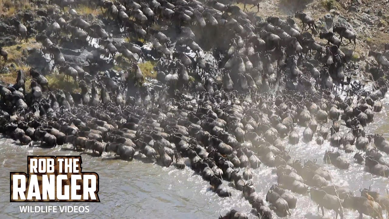 Witness massive wildebeest swarm during intense Mara River crossing