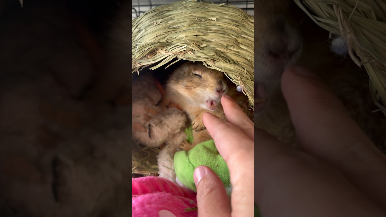 "Poppy the Prairie Dog Says Good Morning, Grumpy Style"