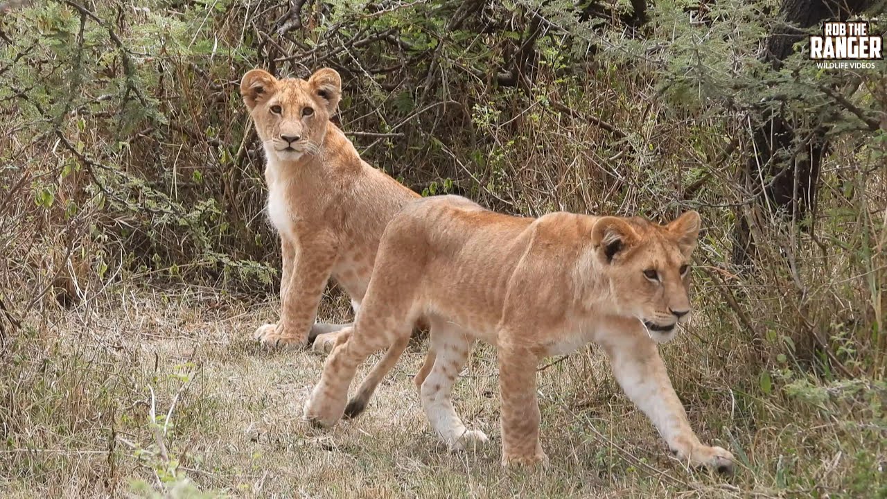 Lioness cares for her cubs in Lalashe Mara safari