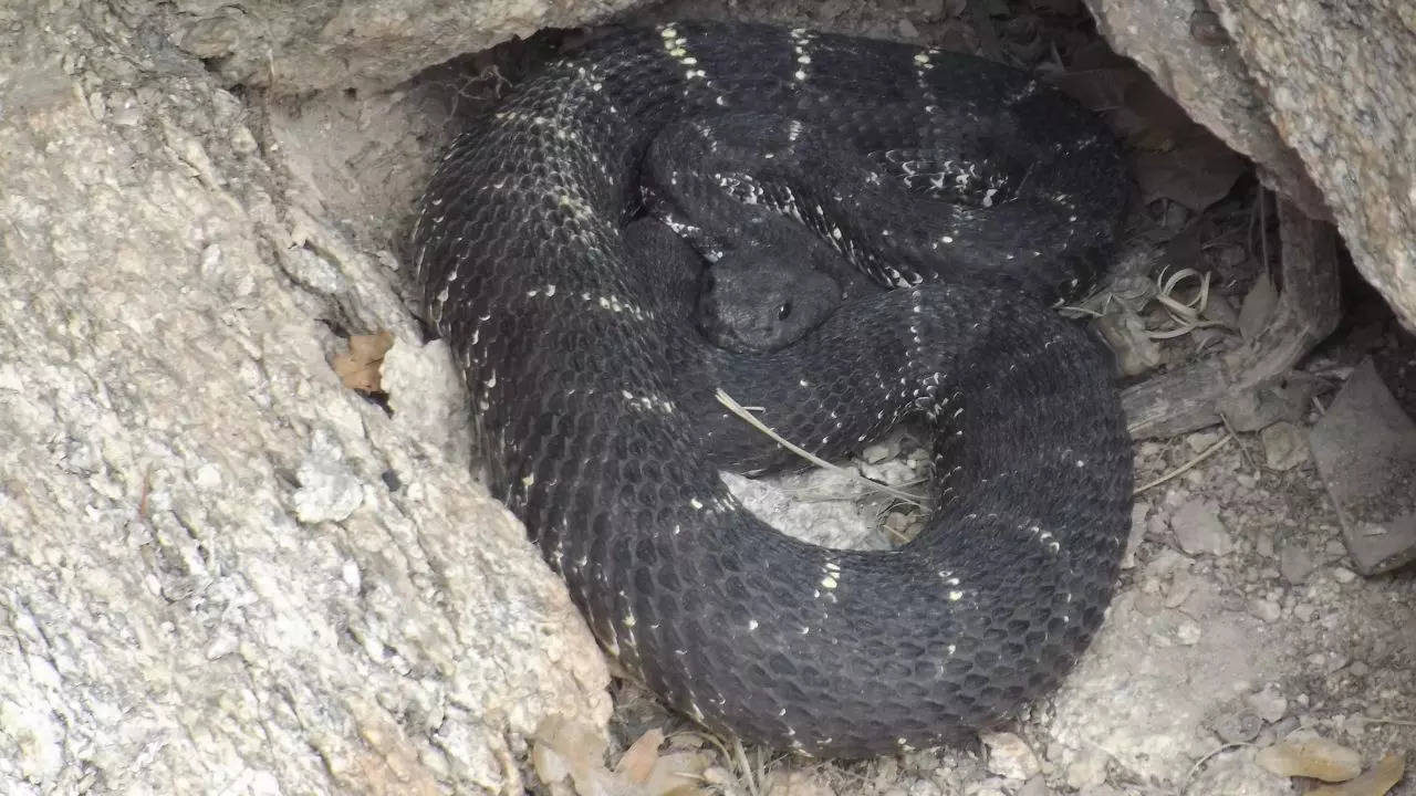 Arizona black rattlesnake: Know more about their physical ...