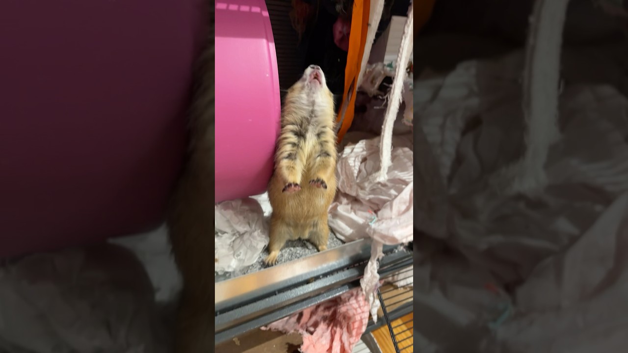 Prairie dog Poppy celebrates with a joyful wahoo