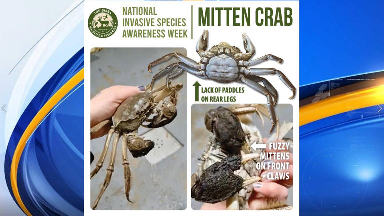 Invasive Chinese mitten crabs found in Louisiana waters