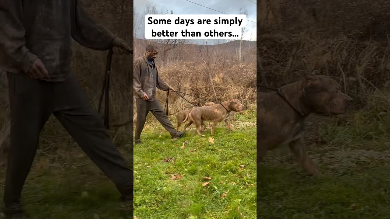 Man emerges from the mud after catching misbehaving dogs