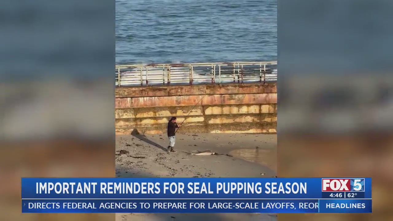 Important reminders for seal pupping season