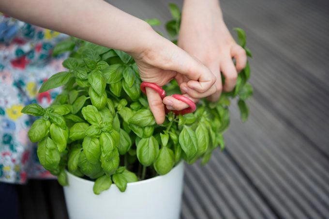 7 Care Tips to Grow Your Best Basil Plant Ever
