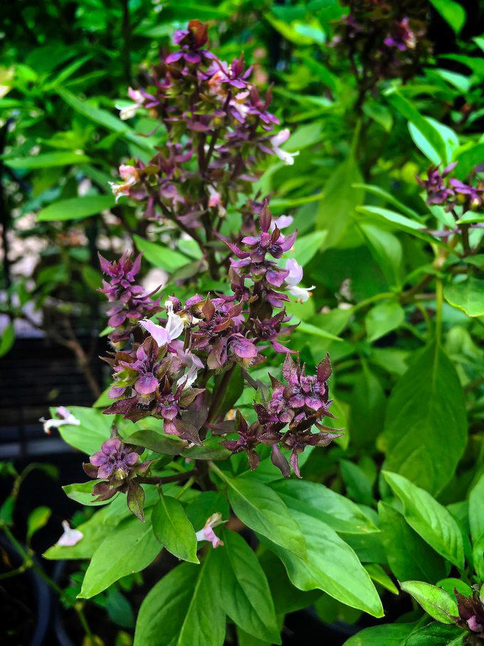 7 Care Tips to Grow Your Best Basil Plant Ever